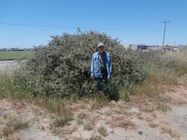 Plants - Native Plants - Hedgerows Unlimited