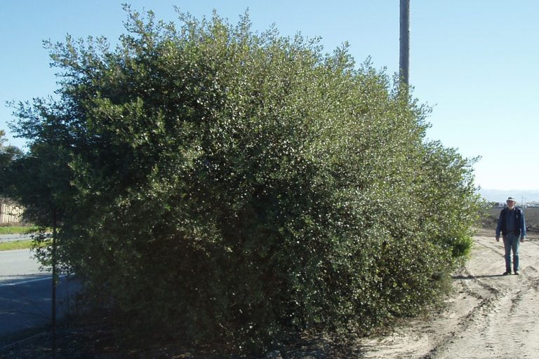 Plants – Hedgerows Unlimited